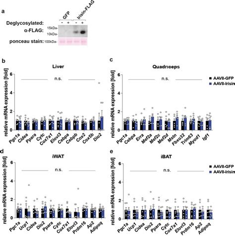 Peripherally Delivered Irisin Has Central Effects A E Wt Mice Injected Download Scientific