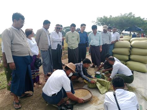 သုံးခွမြို့နယ်တွင် မိုးစပါးစံကွက်ရိတ်သိမ်းပွဲ ကျင်းပ Information And Public Relations Department