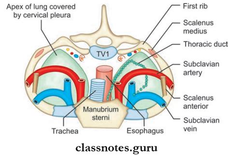 Thoracic Cage Anatomy Class Notes