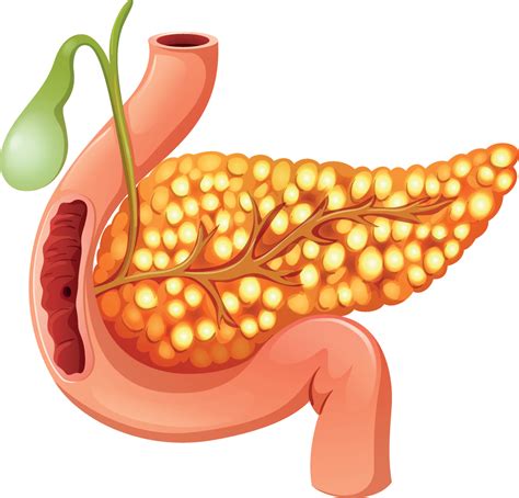 Haiman Ja Insuliinin Toiminnasta