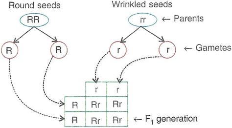 Chapter 3 Genetics — Some Basic Fundamentals Selina Solutions Concise Biology Class 10 Icse