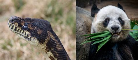Pythons And Pandas Or Why Software Architects No Longer Have An Excuse