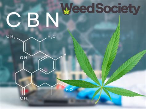 What Is Cannabinol And What Are Its Benefits Weedsociety
