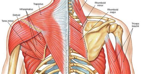 Muscle Identification A And P Pinterest Muscles Anatomy And Scapula