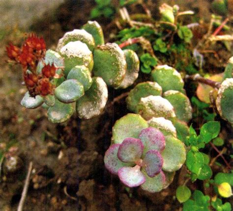 78 轮叶景天 园林地被植物 图片