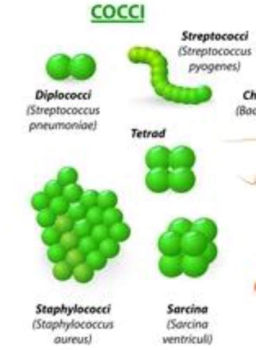 MIC 206 Lab 3 Gram And Endospore Staining Flashcards Quizlet