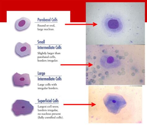 Canine Estrous Cycle Flashcards Quizlet