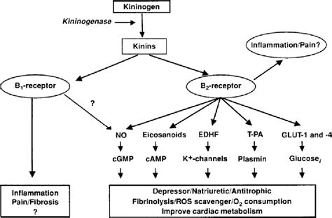 Figure 2 From The Kallikrein Kinin System As A Regulator Of Cardiovascular And Renal Function