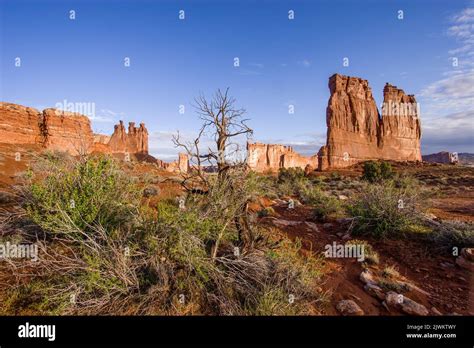 Desert Vegetation And A Dead Juniper Tree In The Courthouse Towers