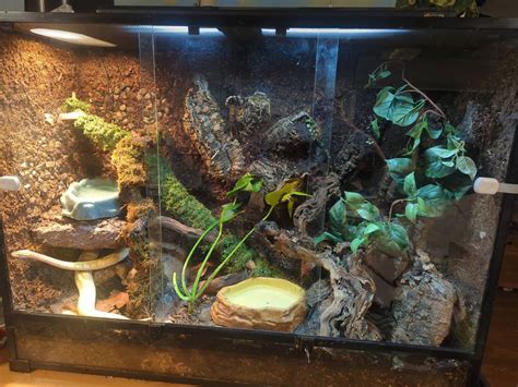 Ball Python Habitat Ideas