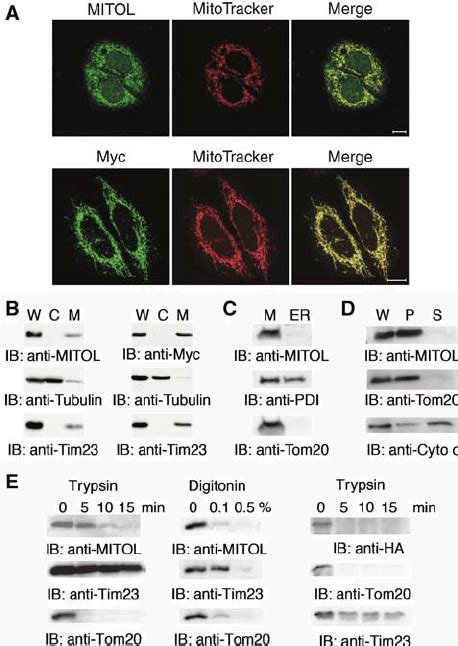 Specific Localization Of Mitol In The Outer Mitochondrial Membrane A Download Scientific