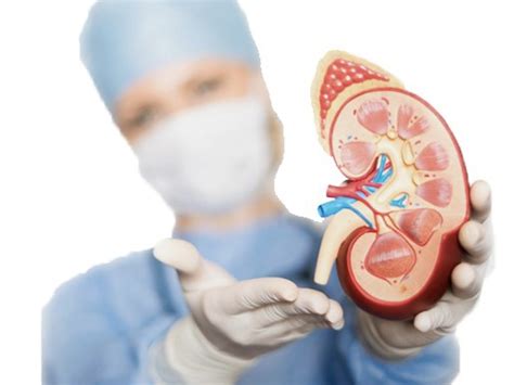 신장 관리의 중요성과 알아두면 득이되는 정보 건강 어라이프웰