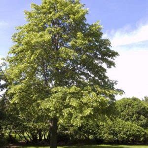 Best Flowering Trees To Grow In Iowa PlantNative Org