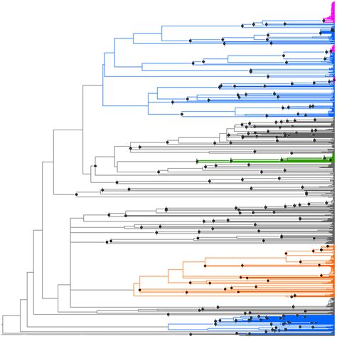 chronogram of cox1 sequences for the australian diving beetle fauna