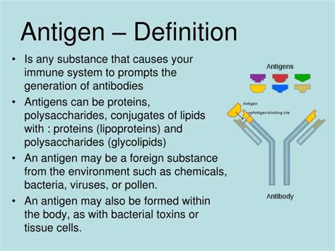 Ppt Antigen And Antibody Powerpoint Presentation Id 6687566