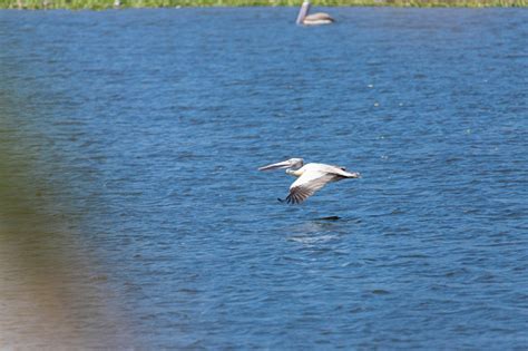 Mysuru India의 흐릿한 배경에서 날아 다니는 그레이트 화이트 펠리컨 또는 장미 빛 펠리컨의 아름다운 측면보기 국립공원에 대한 스톡 사진 및 기타 이미지 Istock