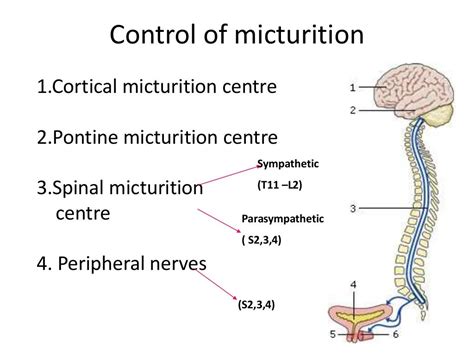 Neurogenic Bladder