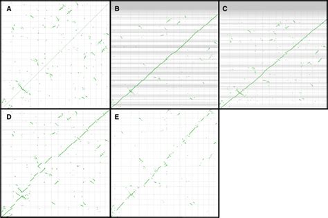 Draft Genomes Of Amaranthus Tuberculatus Amaranthus Hybridus And Amaranthus Palmeri Pmc