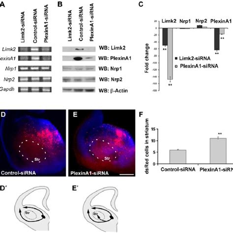A D Morphology Of Mge Cells In An E14 Mouse Embryo Electroporated In Download Scientific