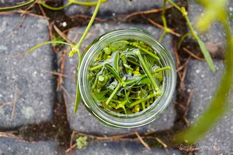 Mistletoe Tincture For Anxiety And Stress Relief Simplybeyondherbs