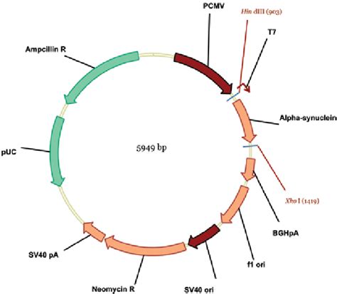 Diagram Of Plasmid Pcdna3 1 V5 His Topo Alpha Synuclein Plasmid Download Scientific Diagram