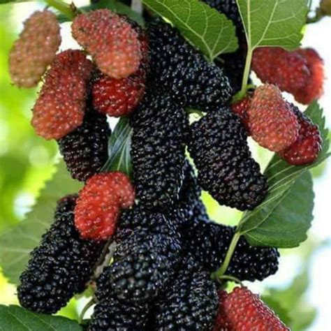 Где лето Mulberry Fruit Exotic Fruit Fruit Garden