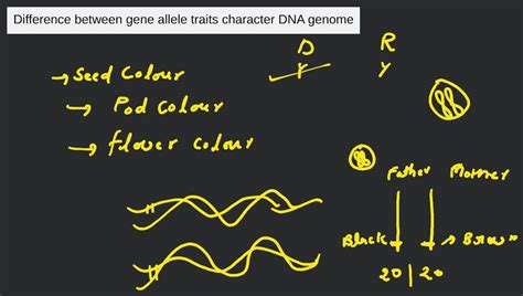 Difference Between Gene Allele Traits Character Dna Genome Filo