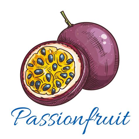 Premium Vector Passion Fruit Vector Color Sketch Icon