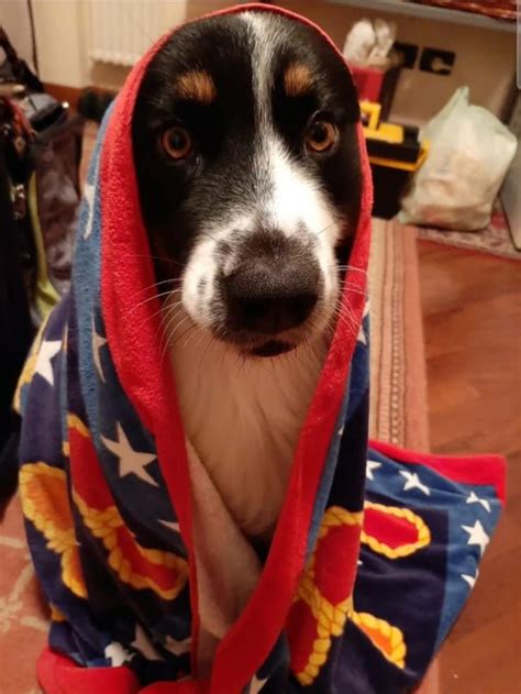 She Said Hi Rbudgies