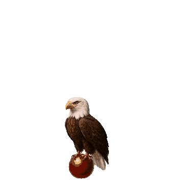Bald Eagle Sticker Bald Eagle Discover And Share S