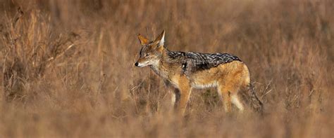 African Jackal