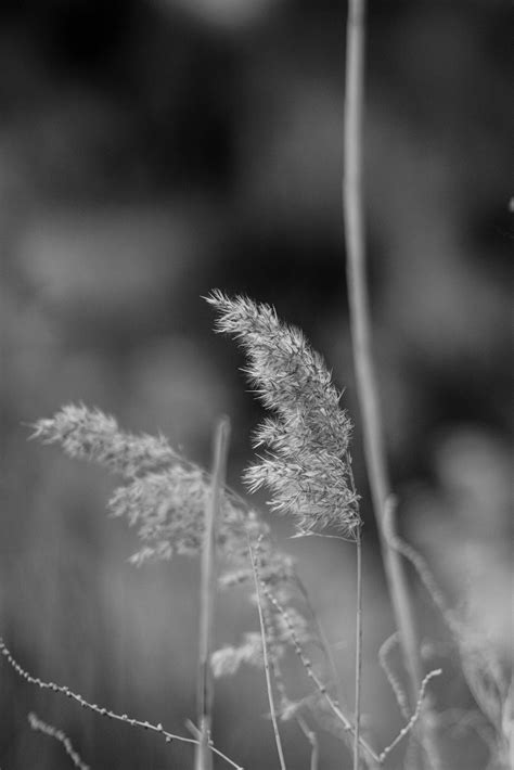 Nature Forest Grass Texture Photos Download The Best Free Nature