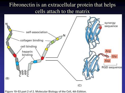 Ppt Cell Junctions And Extra Cellular Matrix Ii Powerpoint