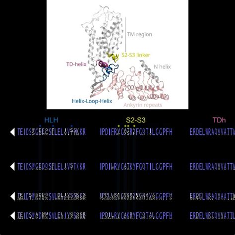 Helix Loop Helix S2 S3 Linker And Trp Domain Helix Domains Show