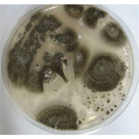 Jual Isolat Gliocladium Catenulatum Shopee Indonesia