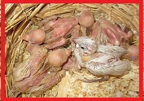 穏やかな日でした 文鳥の雛ちゃん手乗りにしたよ botan123 の Bird Room