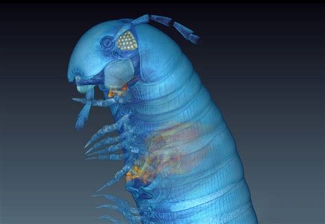 Millipede Genitals Now In Glorious 3 D Wired