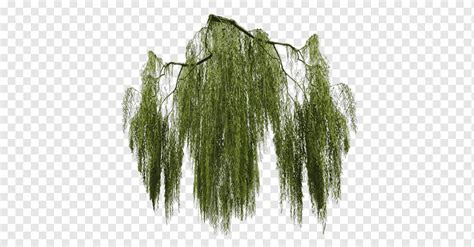 수 양버들 나무 나무 단풍 나무 분기 잔디 png PNGWing