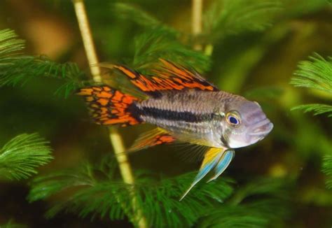 Apistogramma Care 101 Aka Dwarf Cichlid