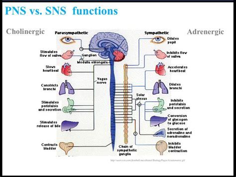 Cholinergic Nursing School Notes Nursing School Essential