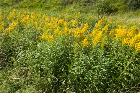 Solidago Variety Of Life
