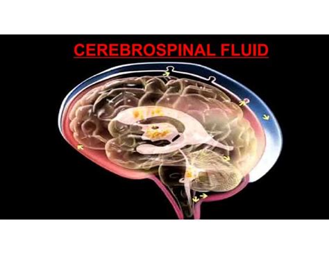 Csf Pptpdf By Prakhyat And Team M56boostore Ppt