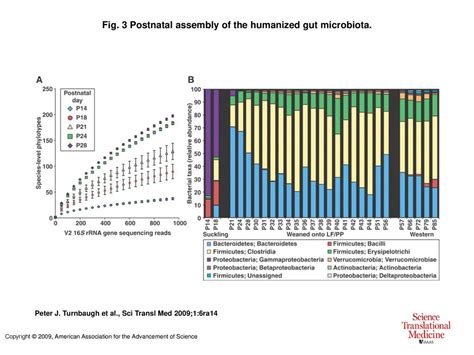 Fig 3 Postnatal Assembly Of The Humanized Gut Microbiota Ppt Download