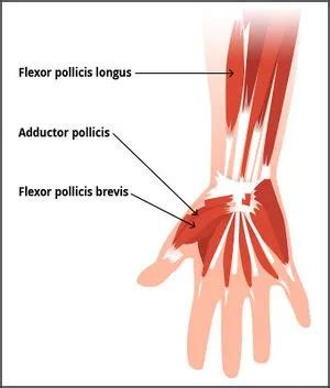 Tibia Bone Anatomy Location Structure Function