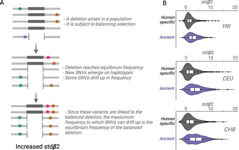 What Is Balancing Selection At Madison Calder Blog
