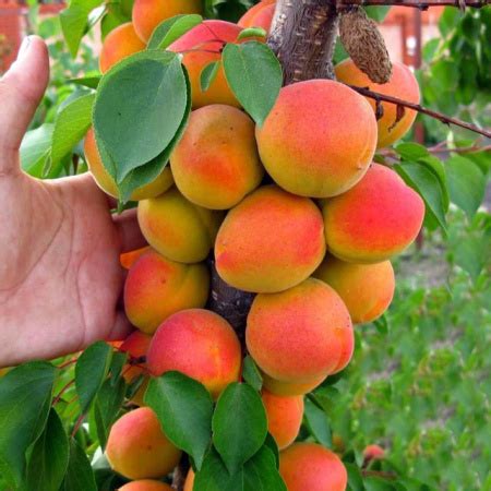 Абрикос Голд: описание и характеристики сорта, особенности посадки и ...