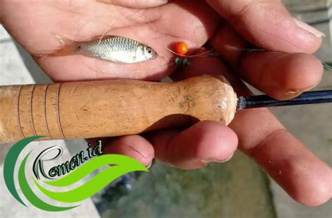 Wader Ikan Bertubuh Mungil Yang Gurih Dan Bergizi Tinggi Media Hobi Dan Informasi