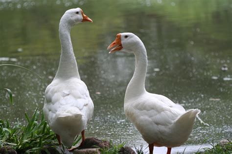 기타 거위 기타 생물종 Bric