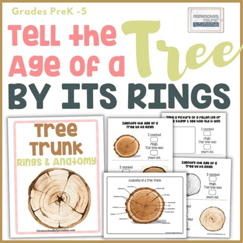 Count Growth Tree Rings To Age A Tree Learn Parts Of The Tree Trunk Homebabe Helper Online