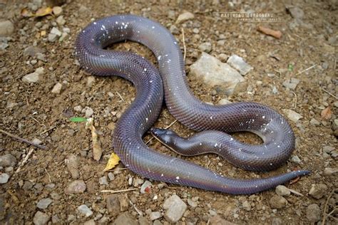 Mexican Burrowing Python Loxocemus Bicolor In 2024 Reptiles And Amphibians Amphibians Reptiles